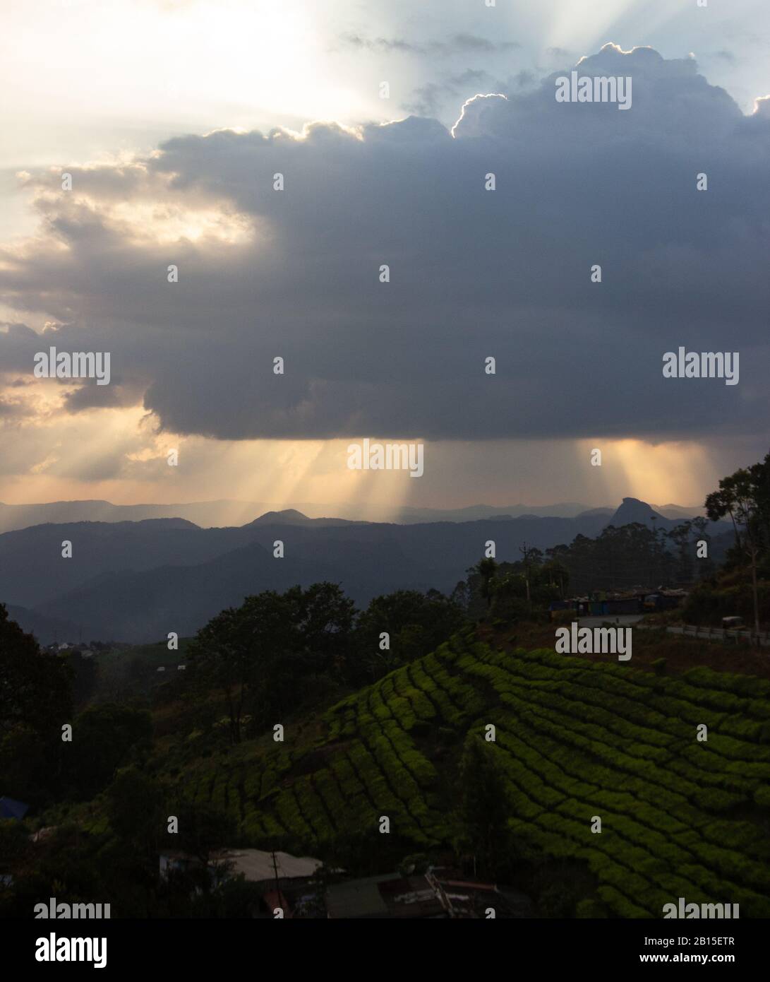 The sunset and buildup of rain at tea gardens of Munnar Stock Photo - Alamy