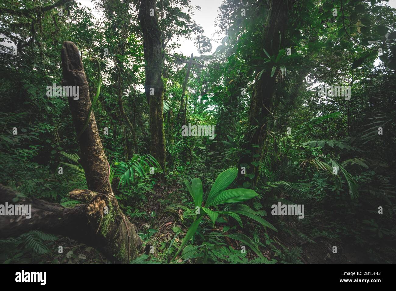 Tropical rain forest. Jungle old green tree in Costa Rica Stock Photo ...