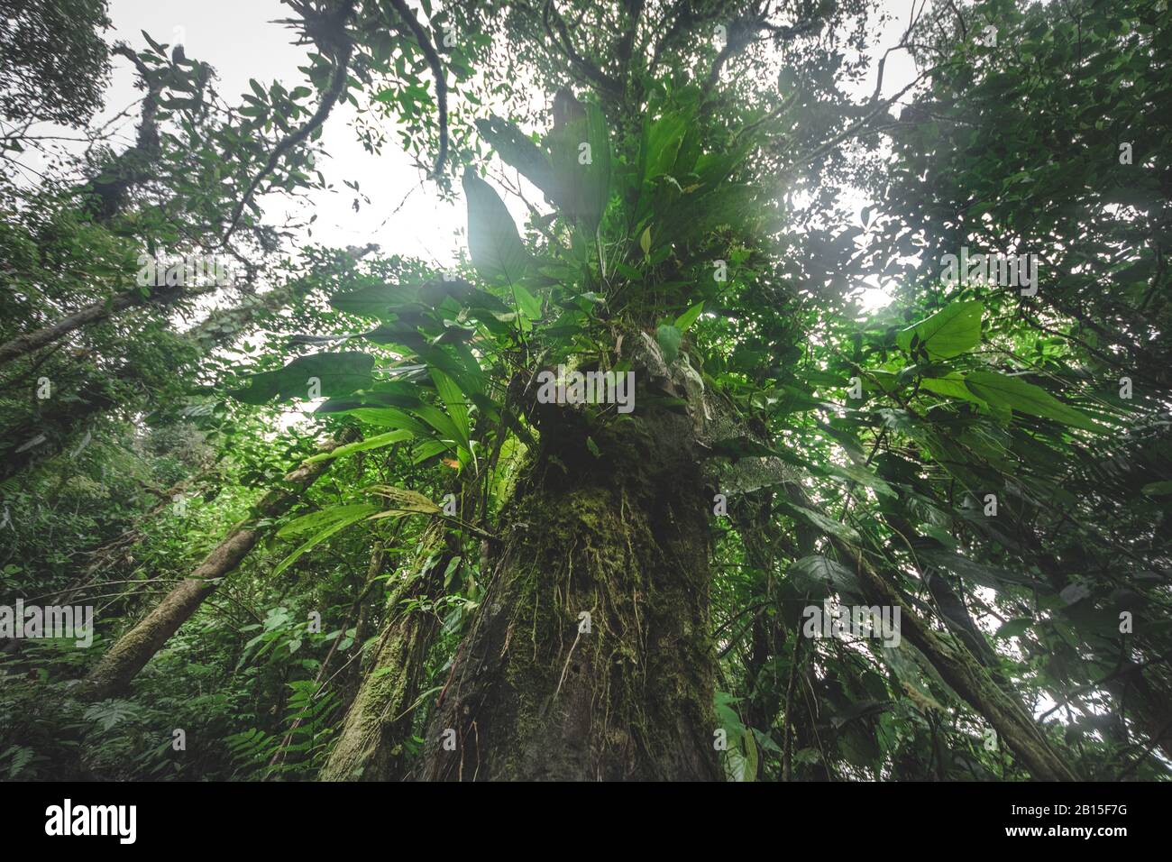Looking up the trunk of a giant rainforest tree to the canopy, green ...