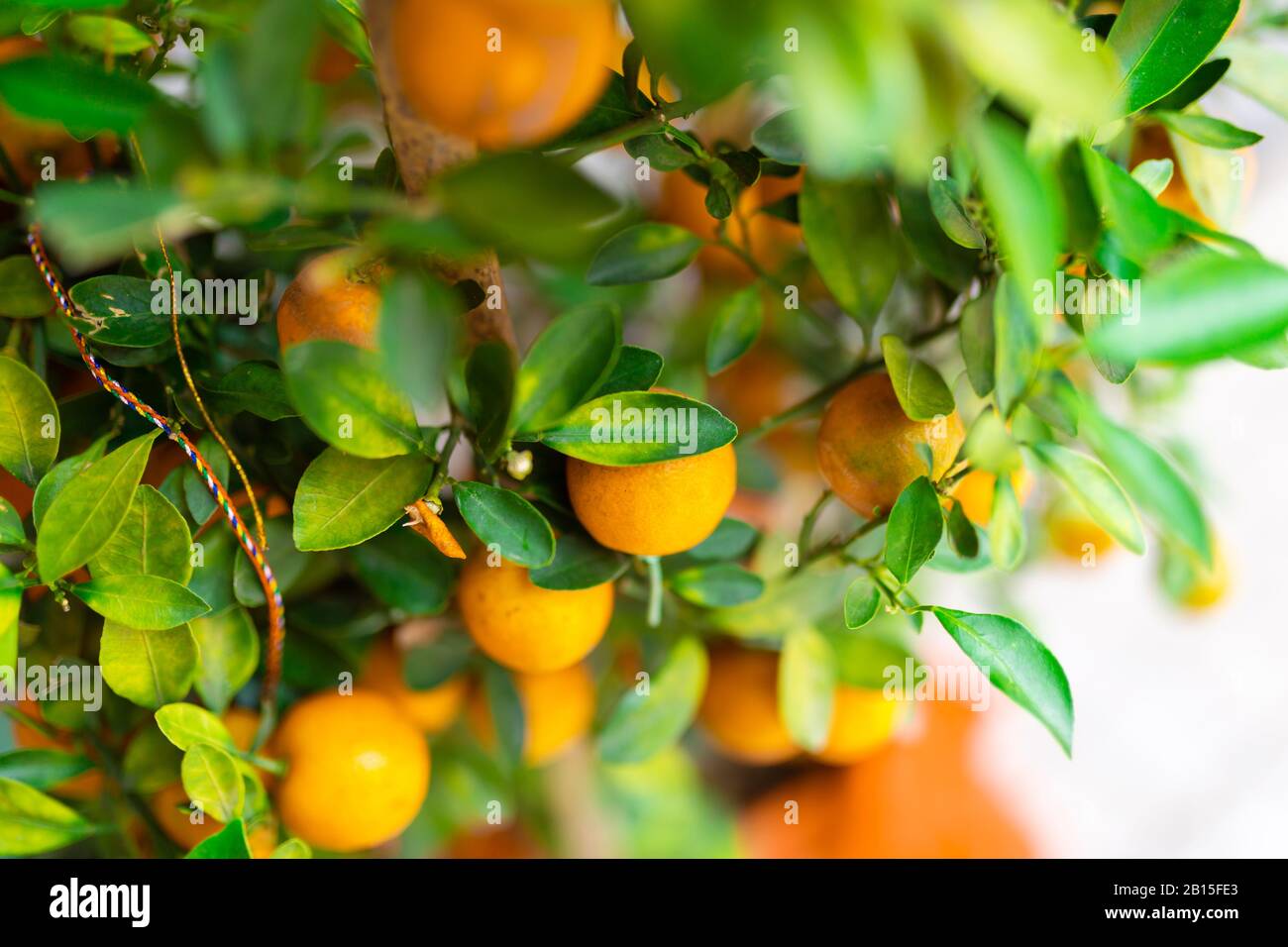 Closeup tangerine tree with green leaves and fruits Stock Photo - Alamy