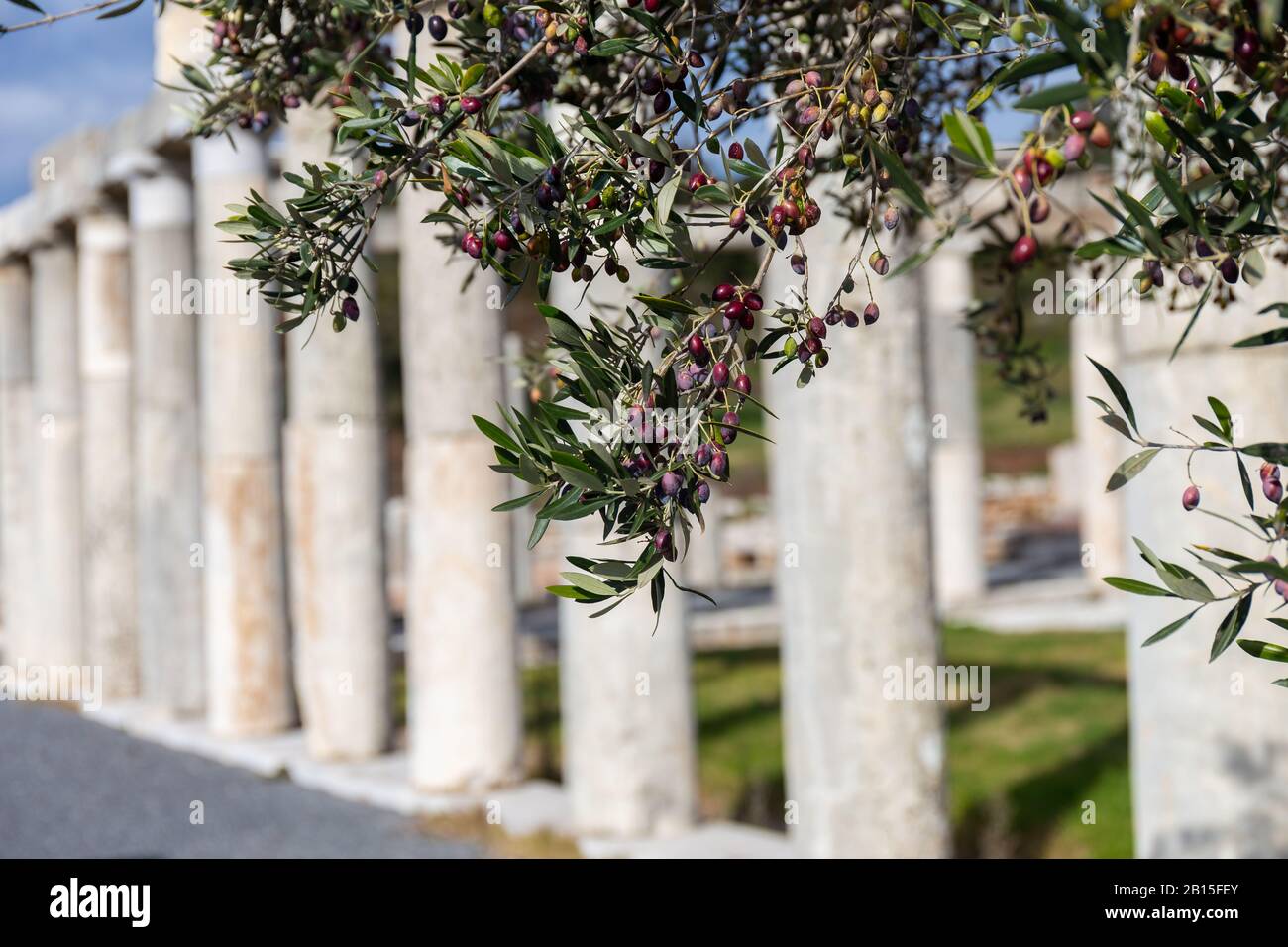 olive branch against ancient columns Stock Photo - Alamy