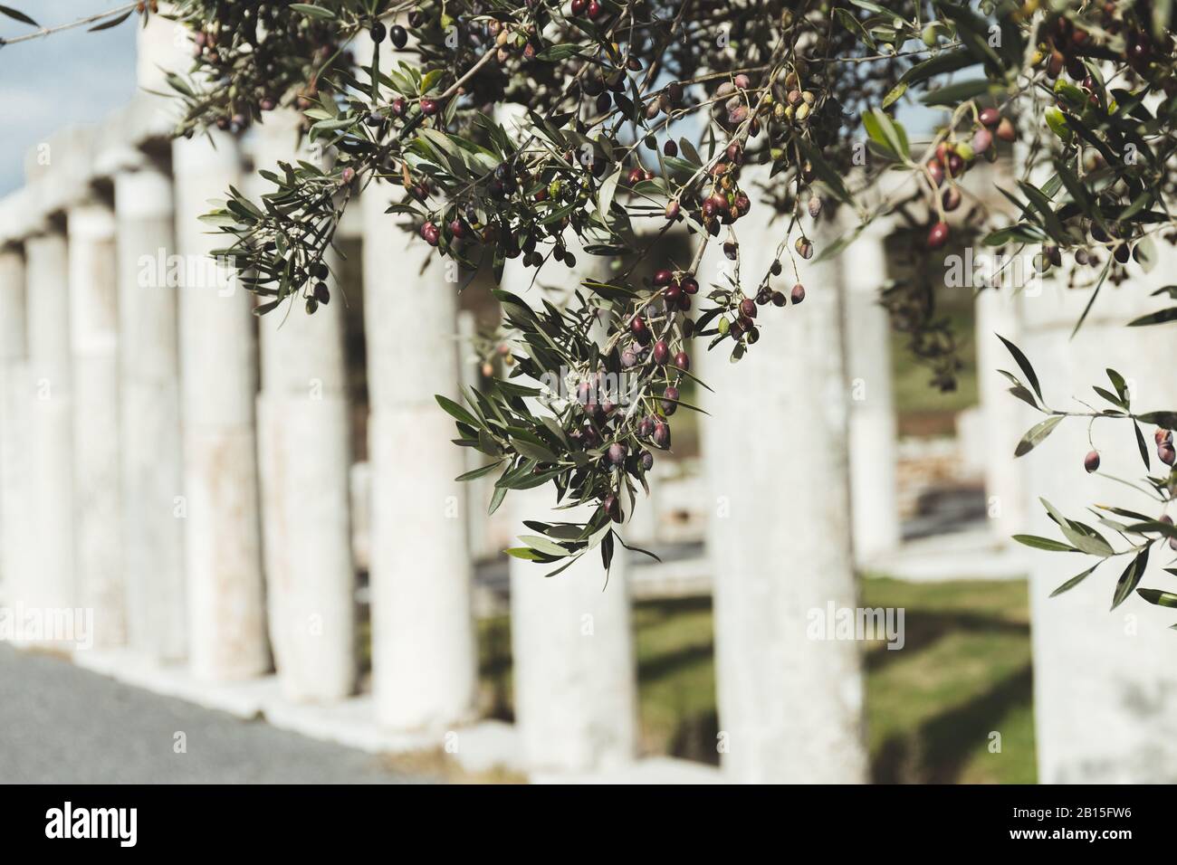 olive branch against ancient columns Stock Photo - Alamy