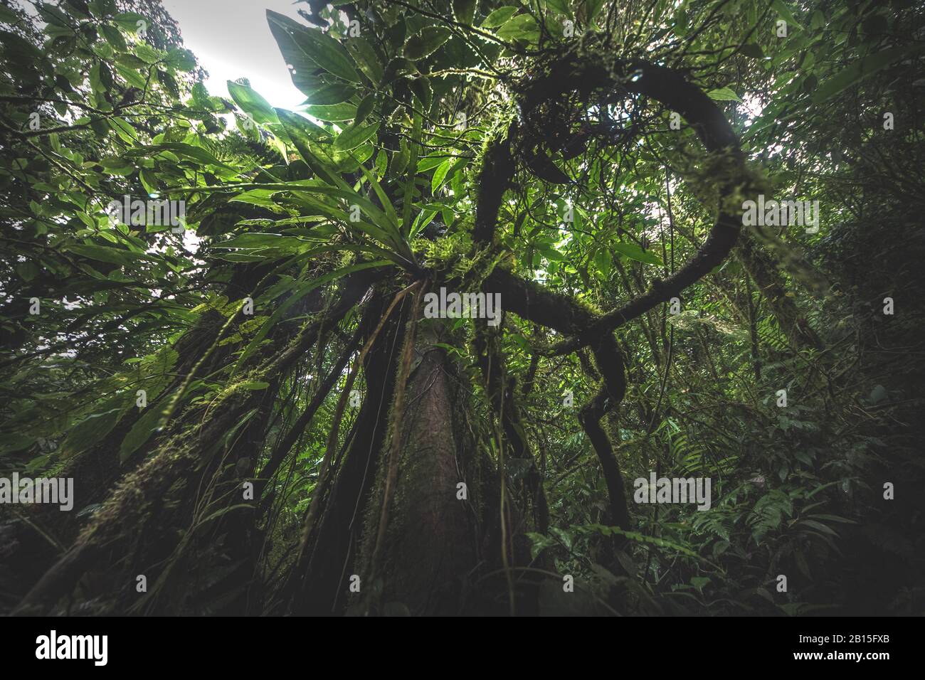 Looking up the trunk of a giant rainforest tree to the canopy, green ...