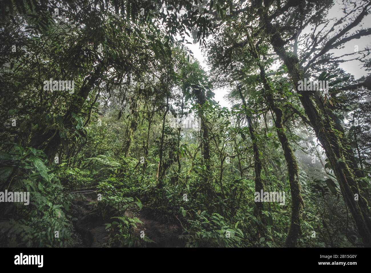 Rainforest Canopy Background