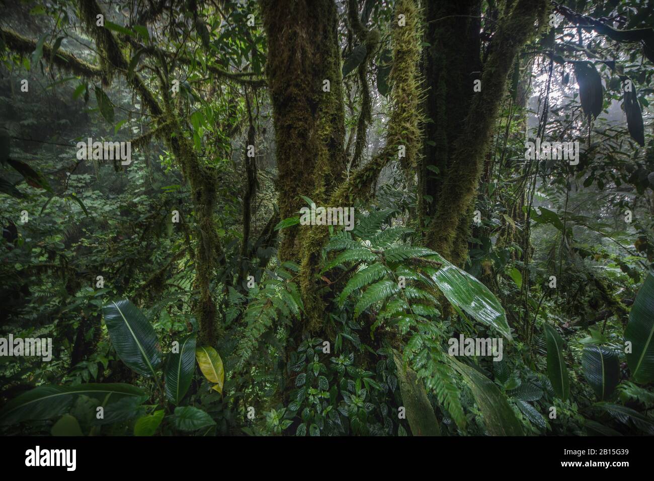 Jungle forest trees. nature green wood backgrounds Stock Photo - Alamy