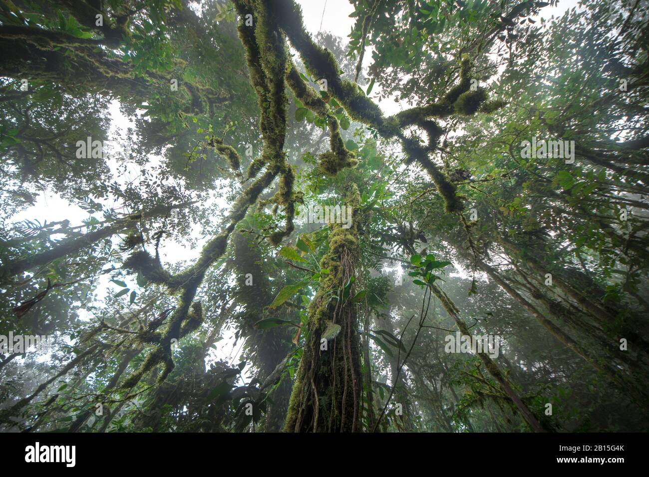 Rainforest Canopy Background