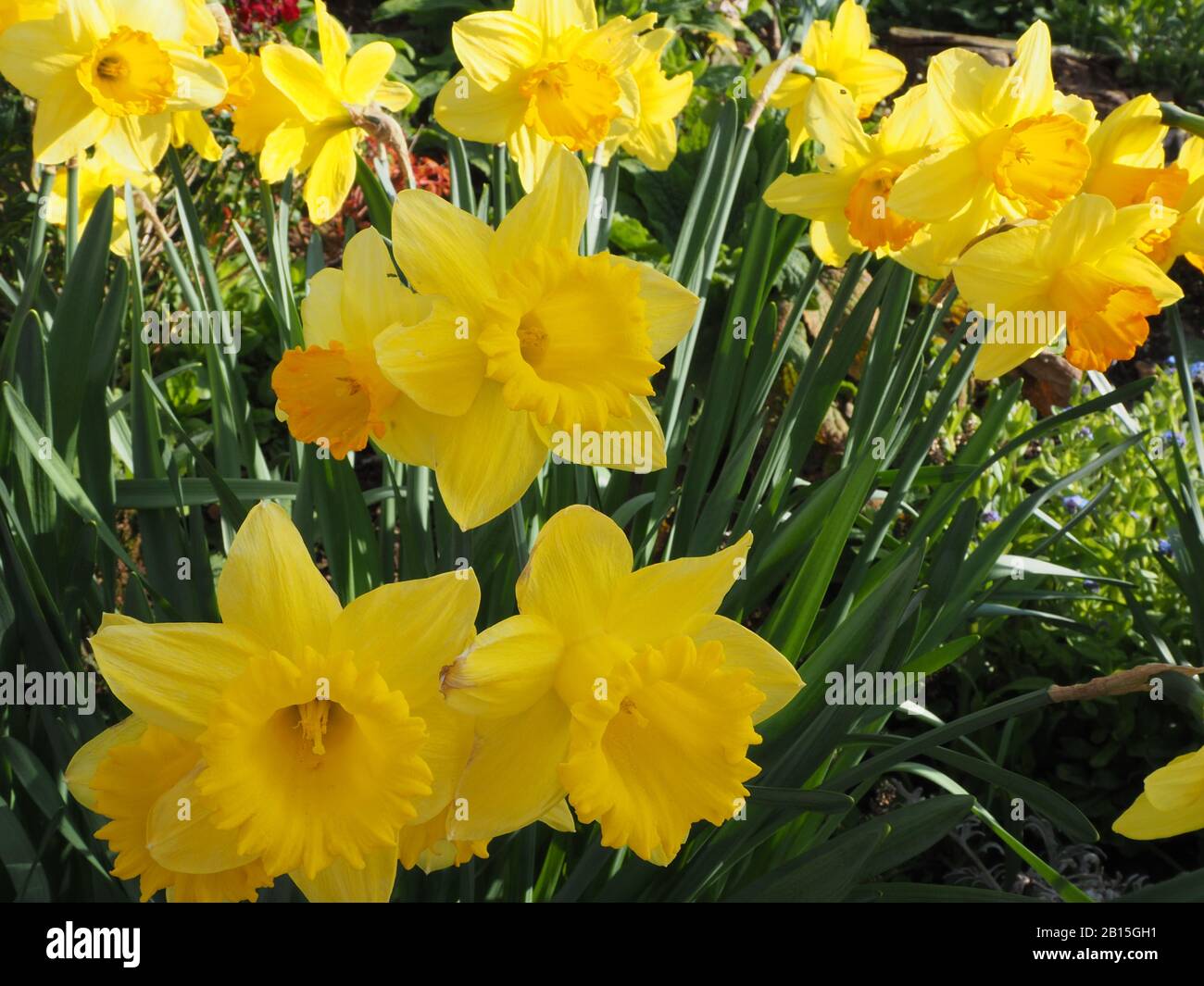 Close up of daffodil flowers hi-res stock photography and images - Alamy