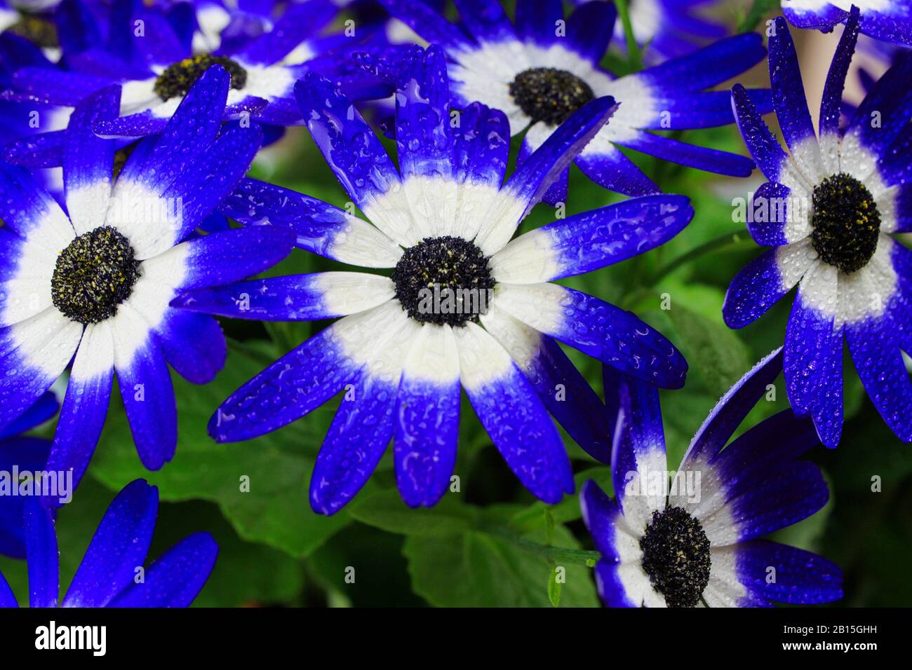 Makro close up of isolated blue and white flower blossoms with water ...