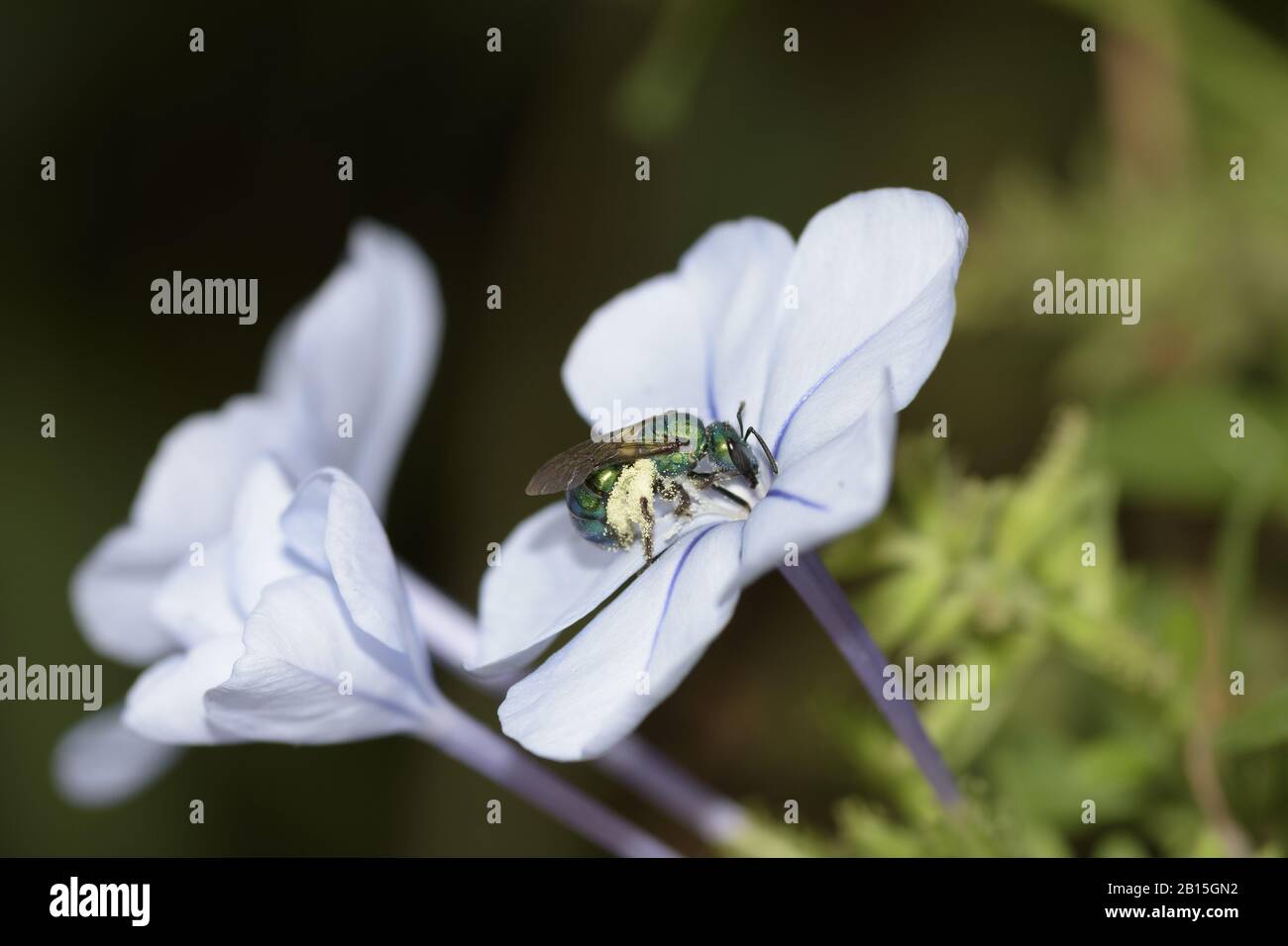 Wasp collecting nectar on hi-res stock photography and images - Alamy