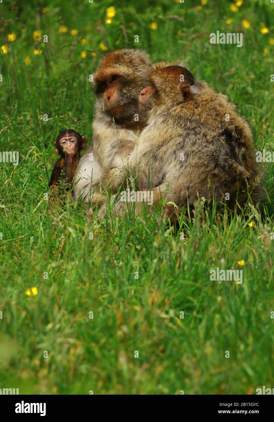 Playfulness hi-res stock photography and images - Alamy