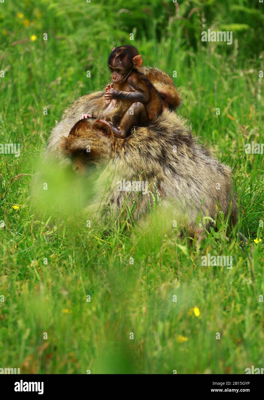 Playfulness hi-res stock photography and images - Alamy