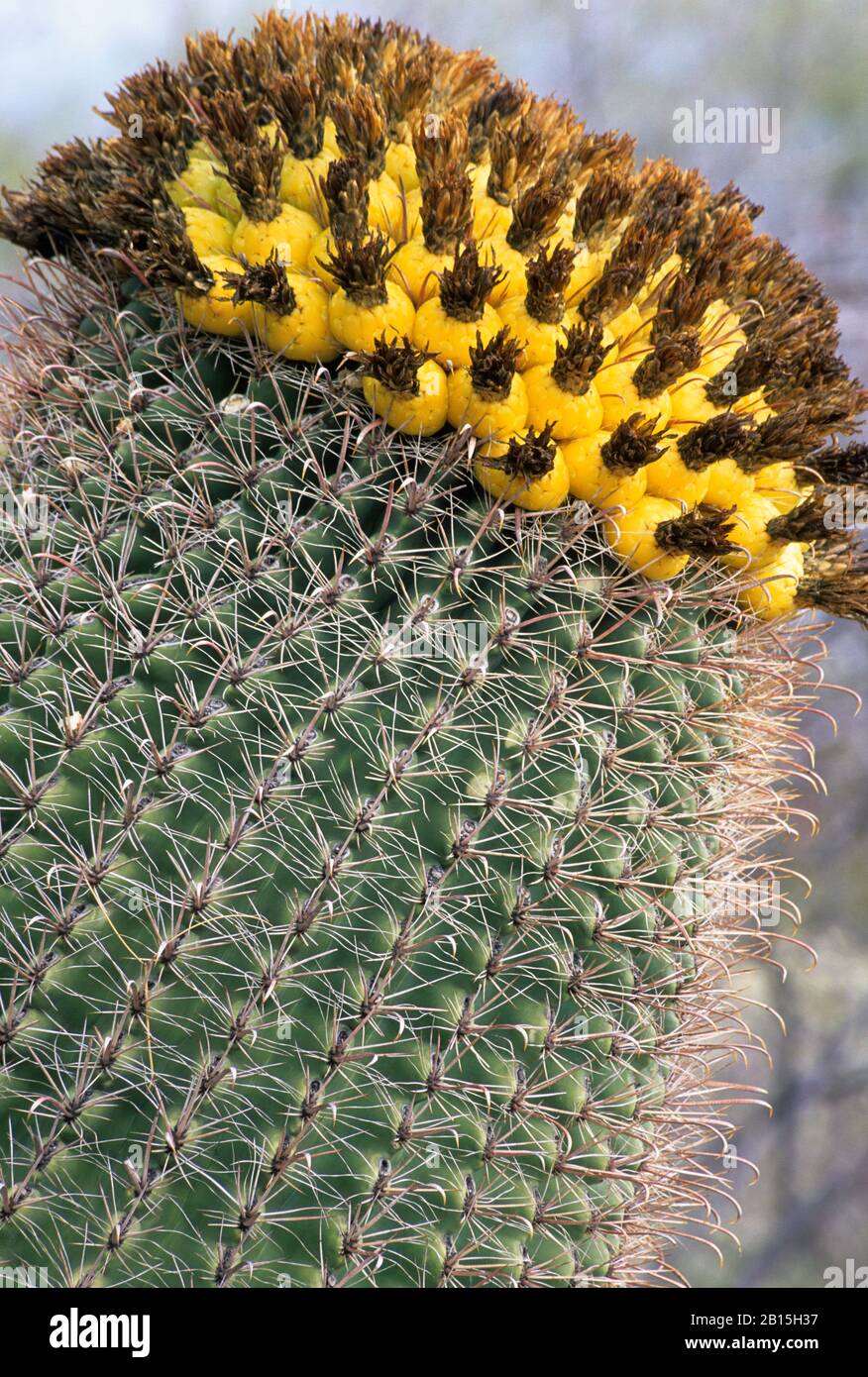Fruta De Cactus De Barril