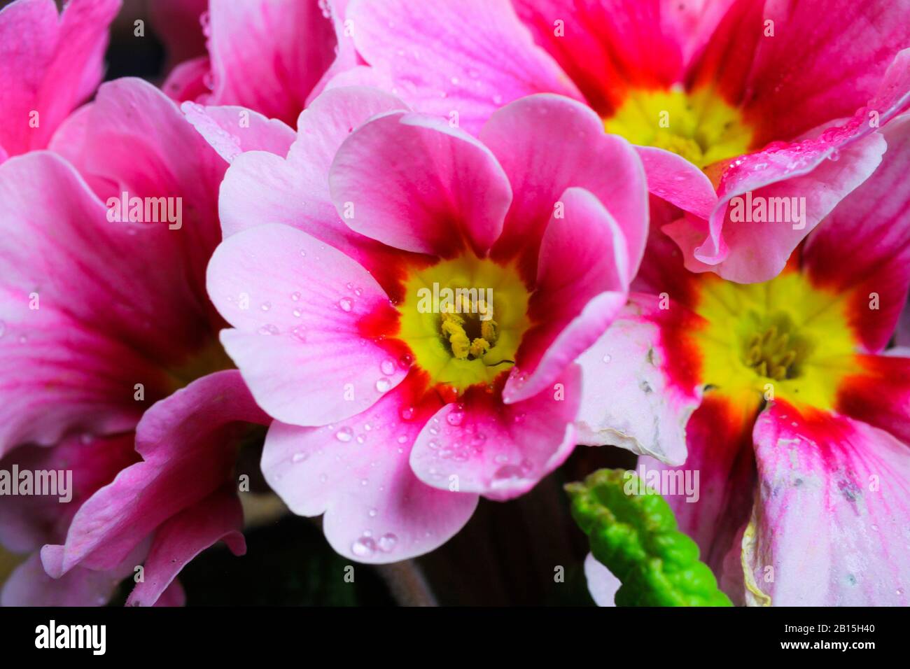 Makro close up of isolated wet pink and white flower blossoms with rain ...