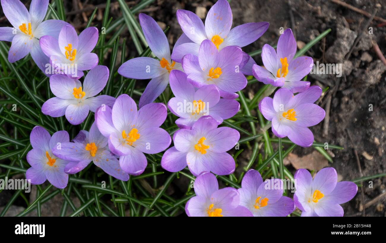 Magnificent purple crocuses Stock Photo - Alamy