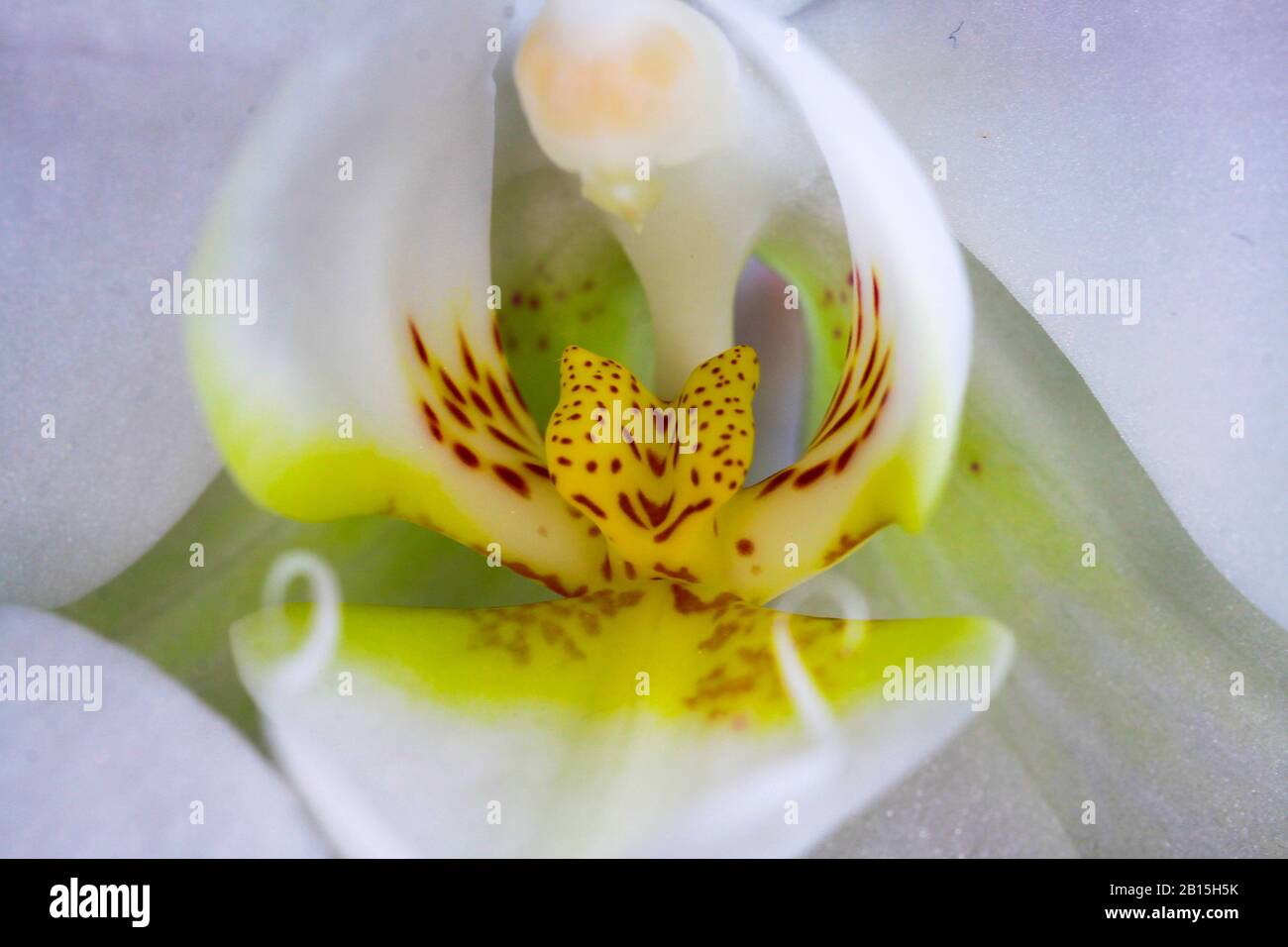 Macro close up of isolated yellow column with white petals, orchid ...