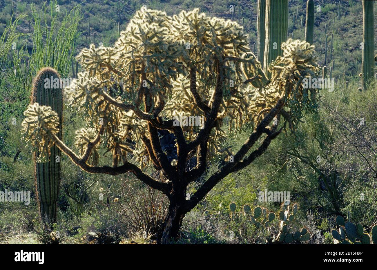Cholla, Table Top Wilderness, Sonoran Desert National Monument, Arizona ...
