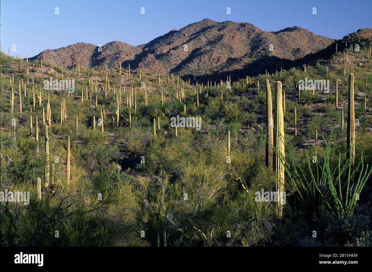 Saguaros from Table Top Trail, Table Top Wilderness, Sonoran Desert ...