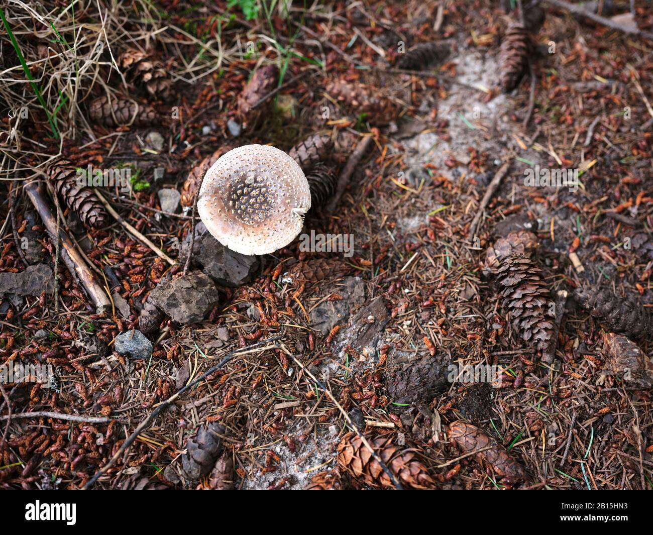 Toad on toadstool hi-res stock photography and images - Alamy
