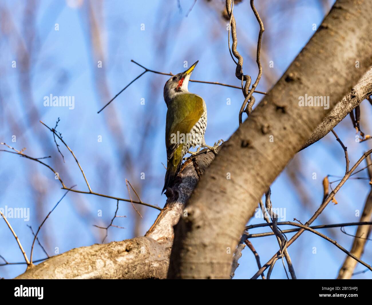 A colorful Japanese green woodpecker, Picus awokera, perches in a tree ...