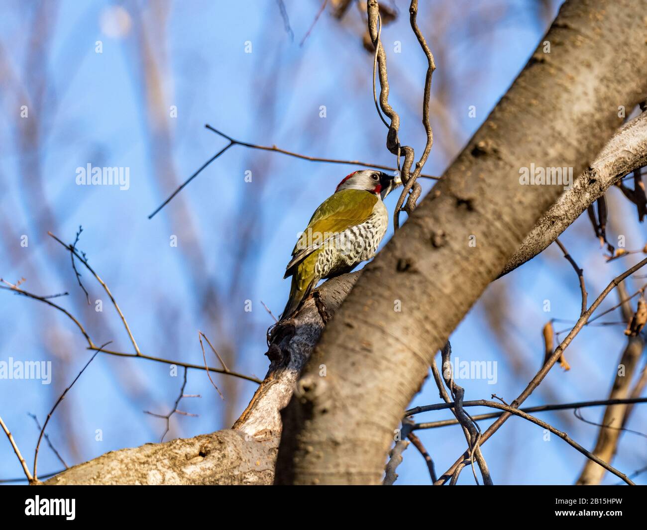 A colorful Japanese green woodpecker, Picus awokera, perches in a tree ...