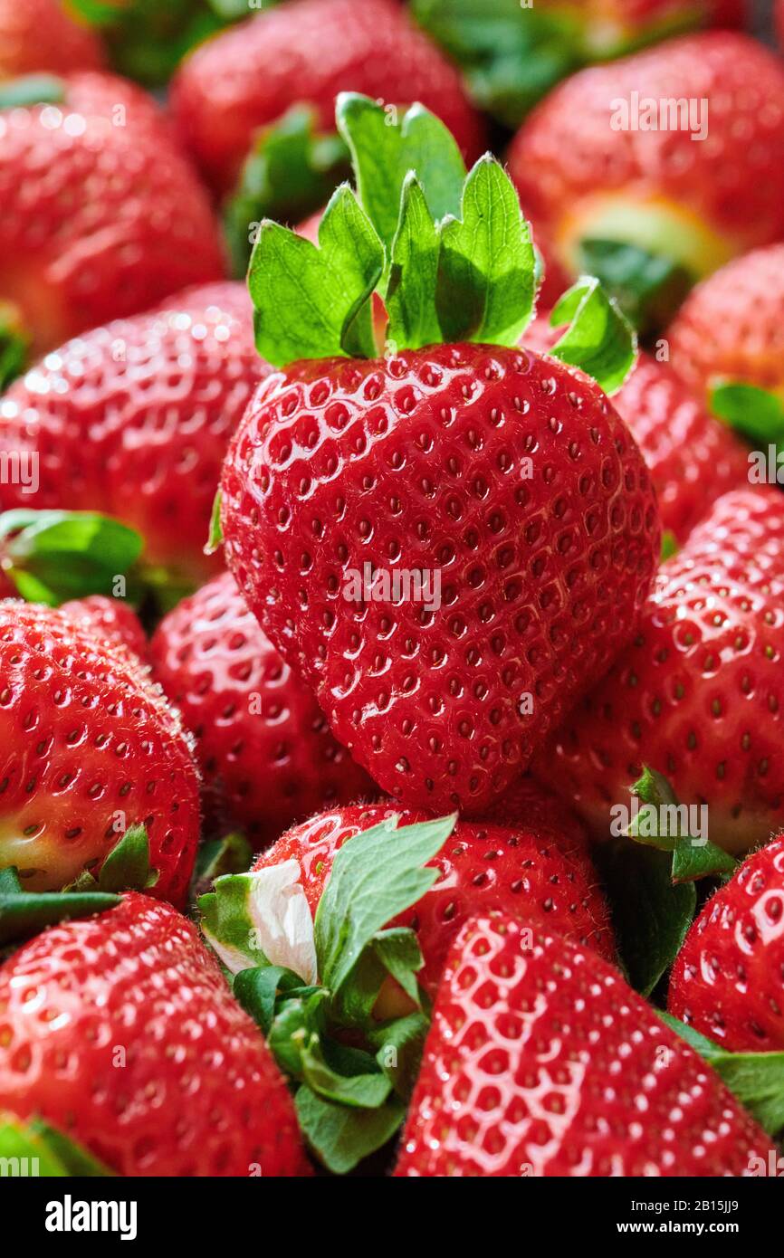 Large new season organic radiant red strawberries with fresh green ...