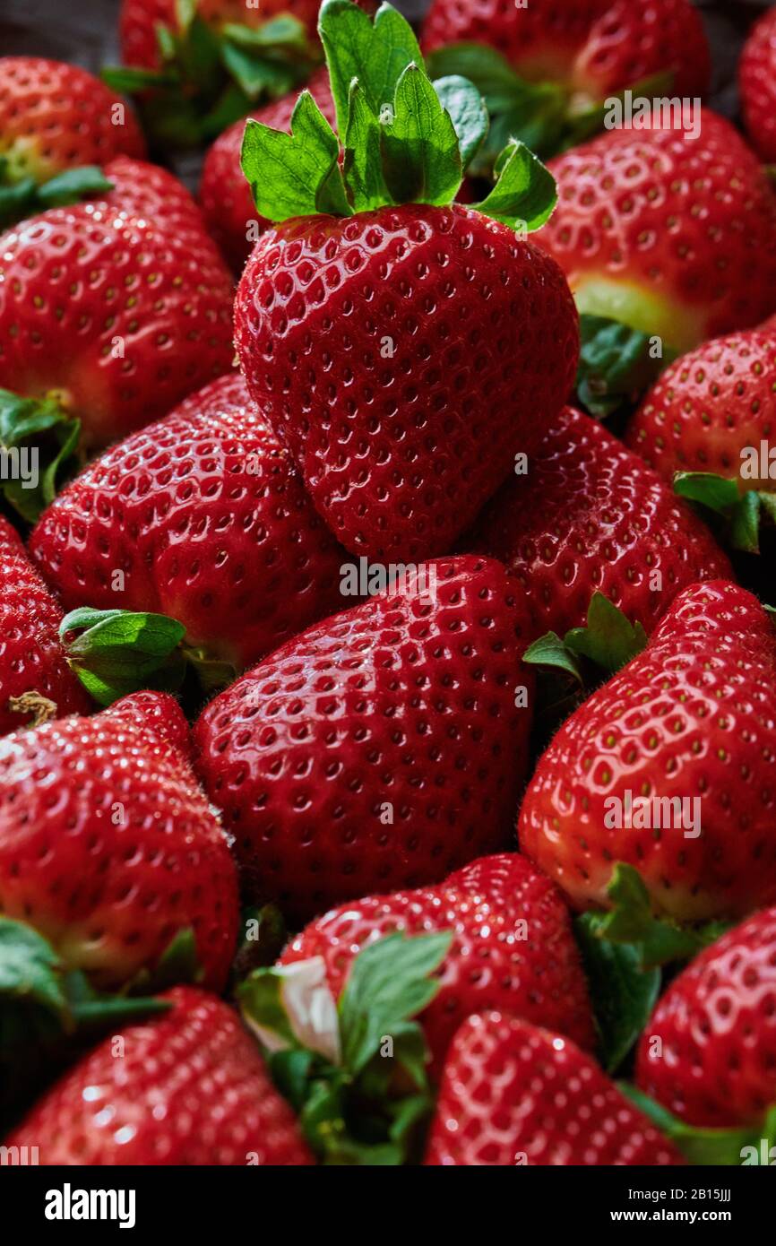 Large new season organic radiant red strawberries with fresh green ...