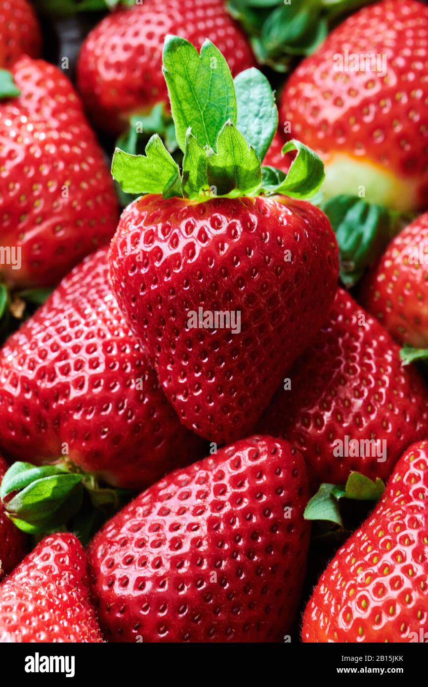 Large new season organic radiant red strawberries with fresh green ...