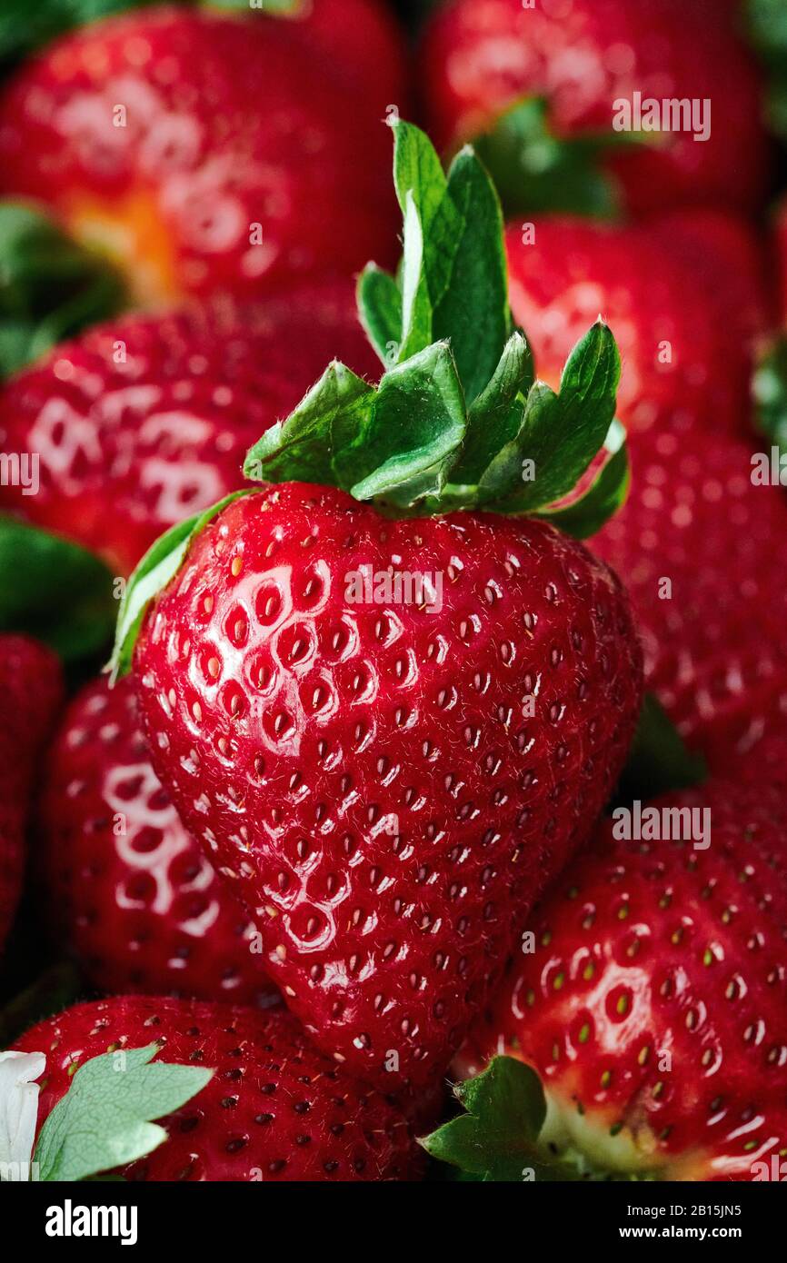 Large new season organic radiant red strawberries with fresh green ...