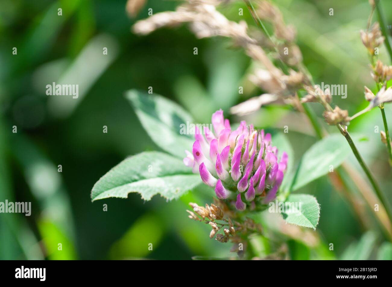 Closeup blossomed purple meadow hi-res stock photography and images - Alamy