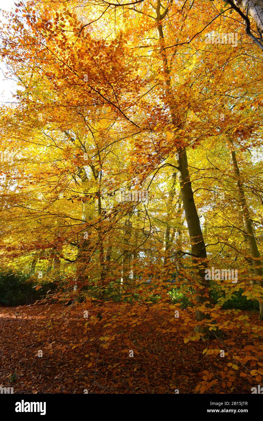 a beautiful beech tree wood in golden autumn colours Stock Photo - Alamy
