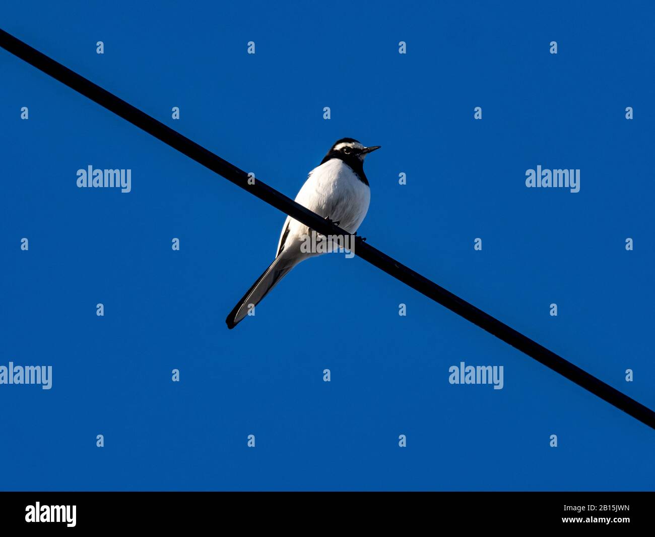 A Japanese wagtail, Motacilla grandis, perches on a utility line above ...