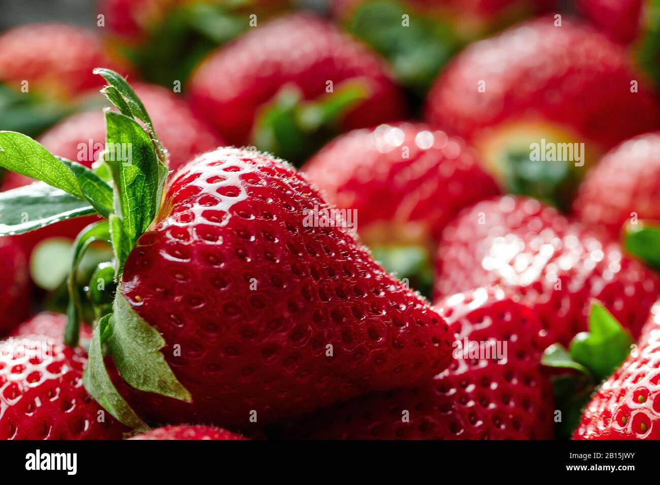 Large new season organic radiant red strawberries with fresh green ...