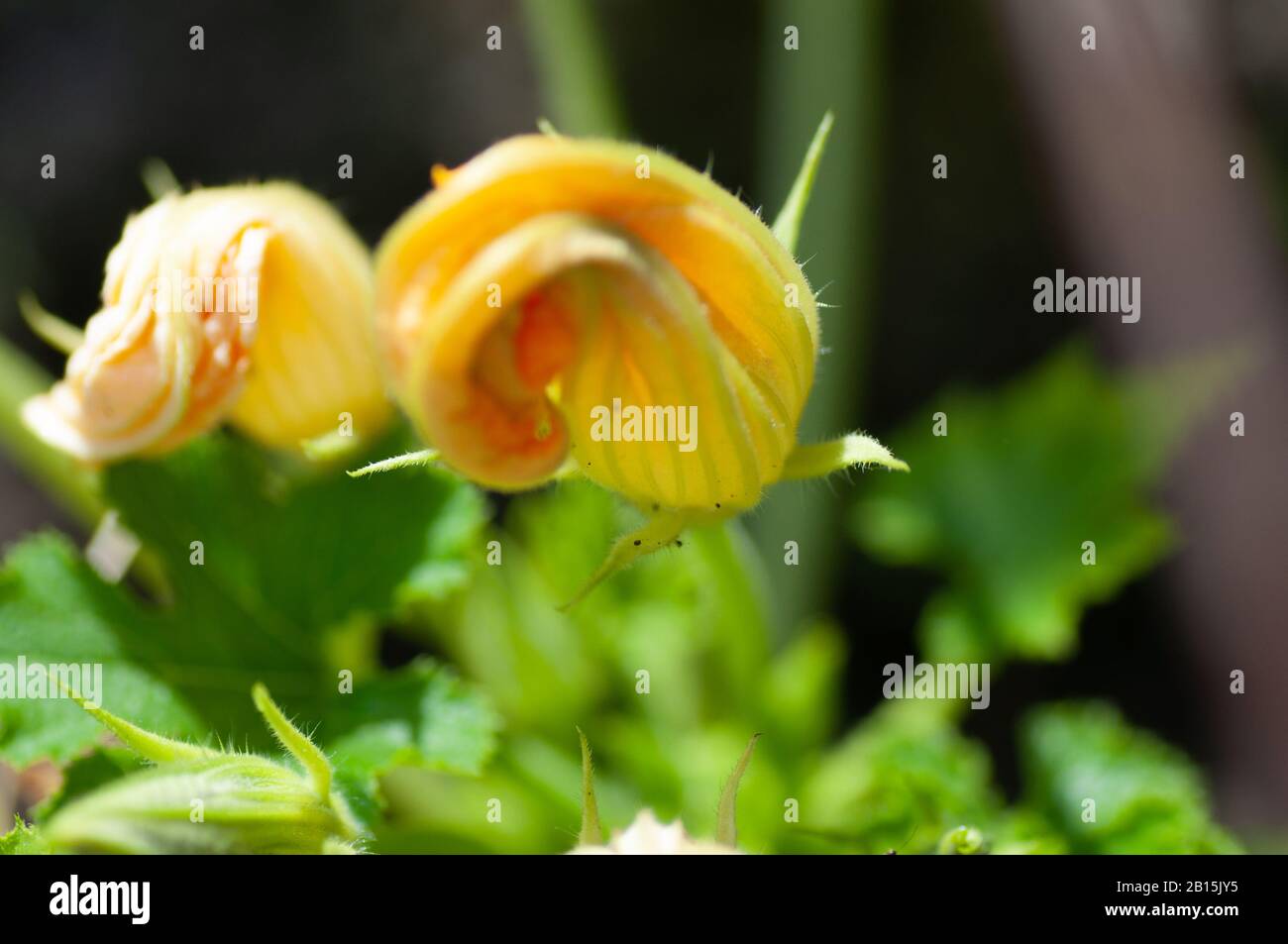 Home Grown Organic yellow Courgette Growing on a Plant on an Allotment ...