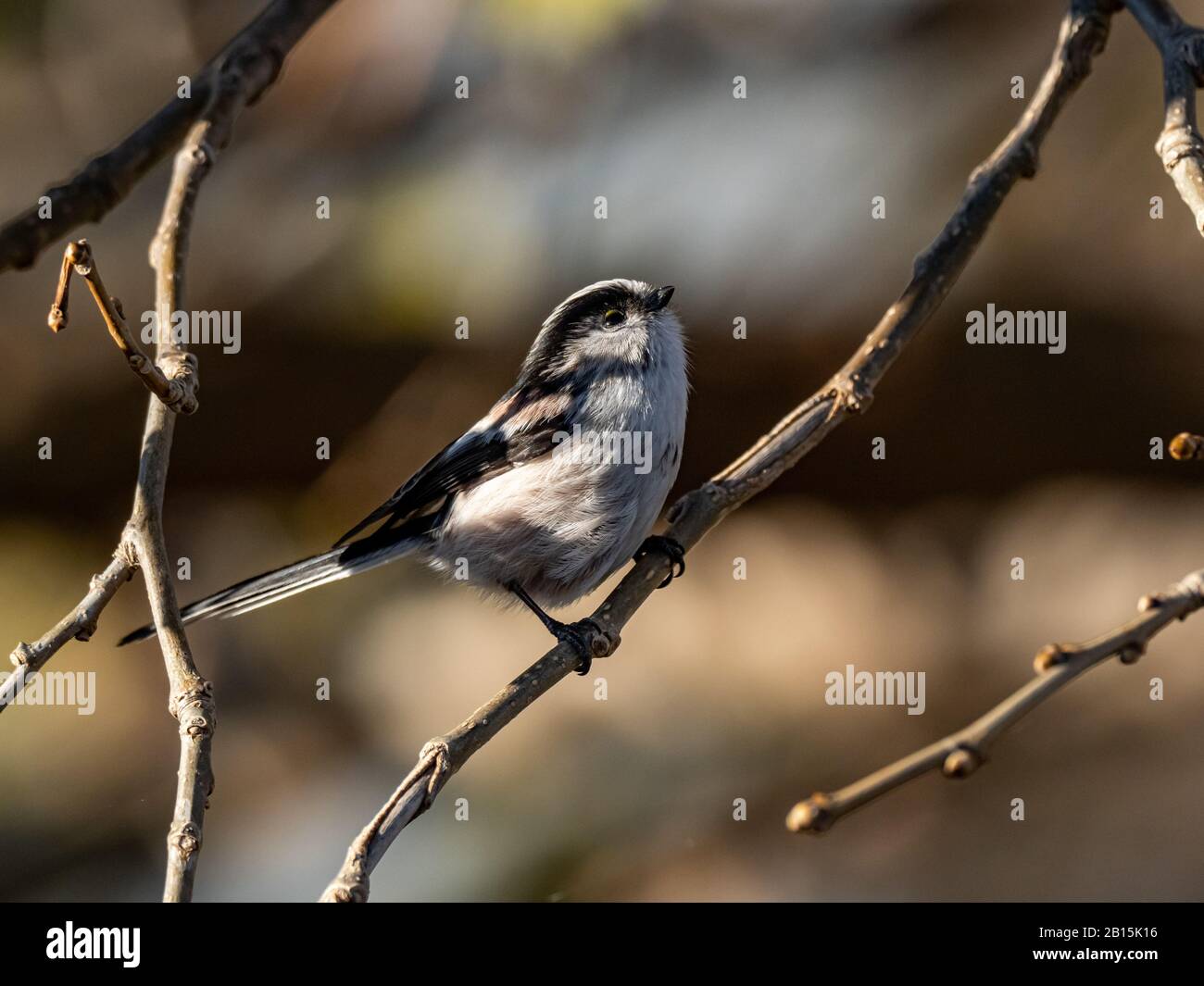 A cute little long-tailed bushtit, Aegithalos caudatus, perches in a ...