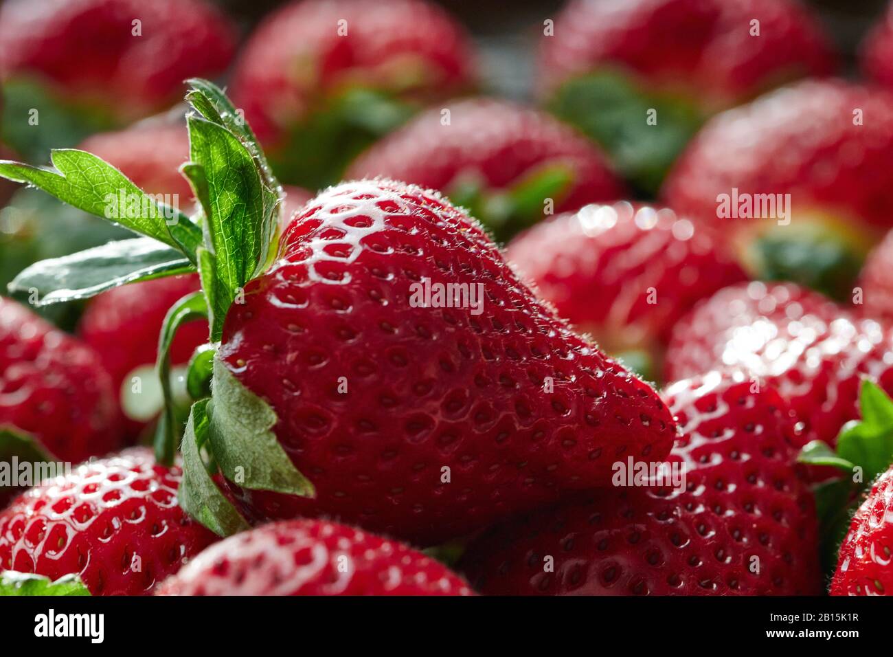 Large new season organic radiant red strawberries with fresh green ...