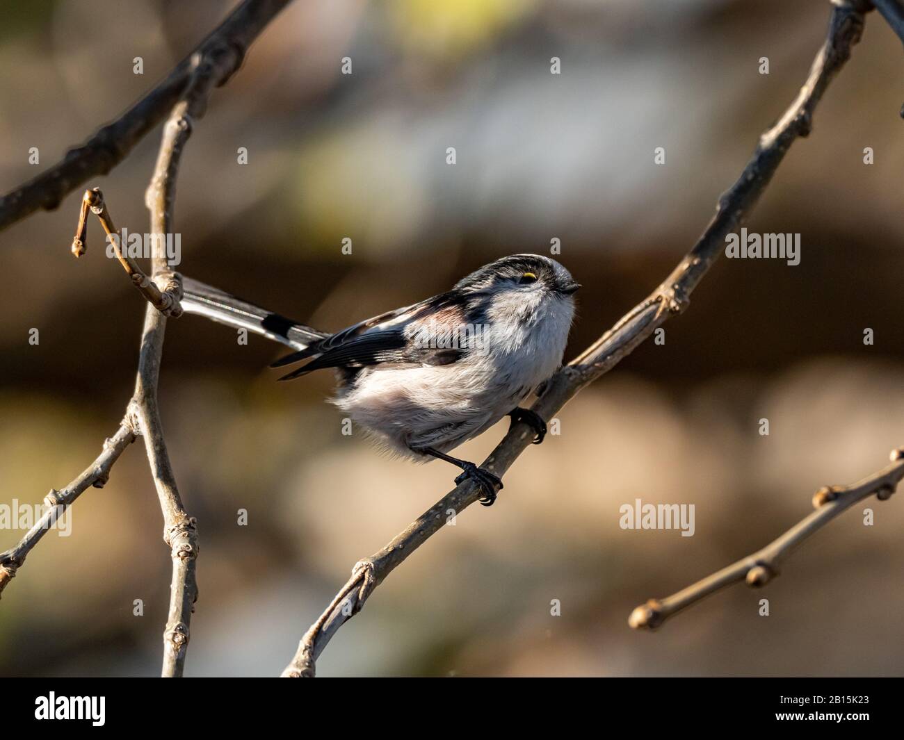 A cute little long-tailed bushtit, Aegithalos caudatus, perches in a ...