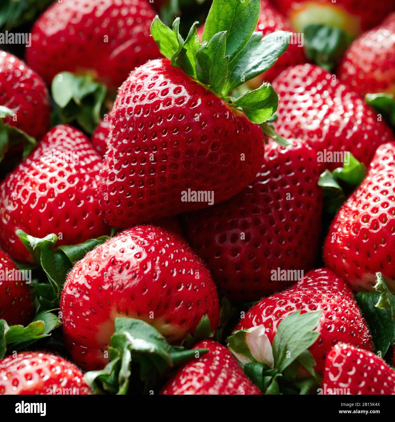 Large new season organic radiant red strawberries with fresh green ...