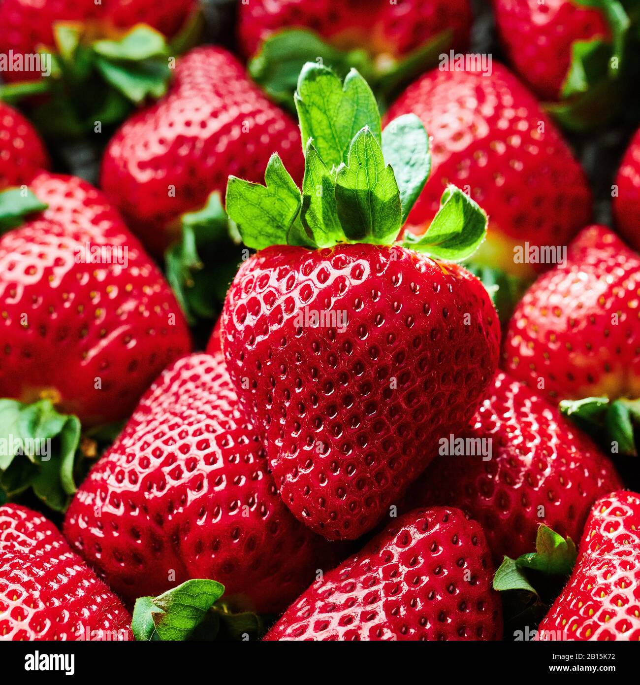 Large new season organic radiant red strawberries with fresh green ...