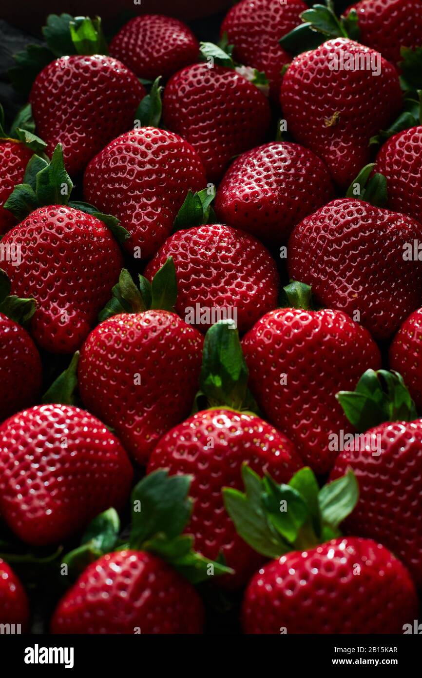 Large new season organic radiant red strawberries with fresh green ...