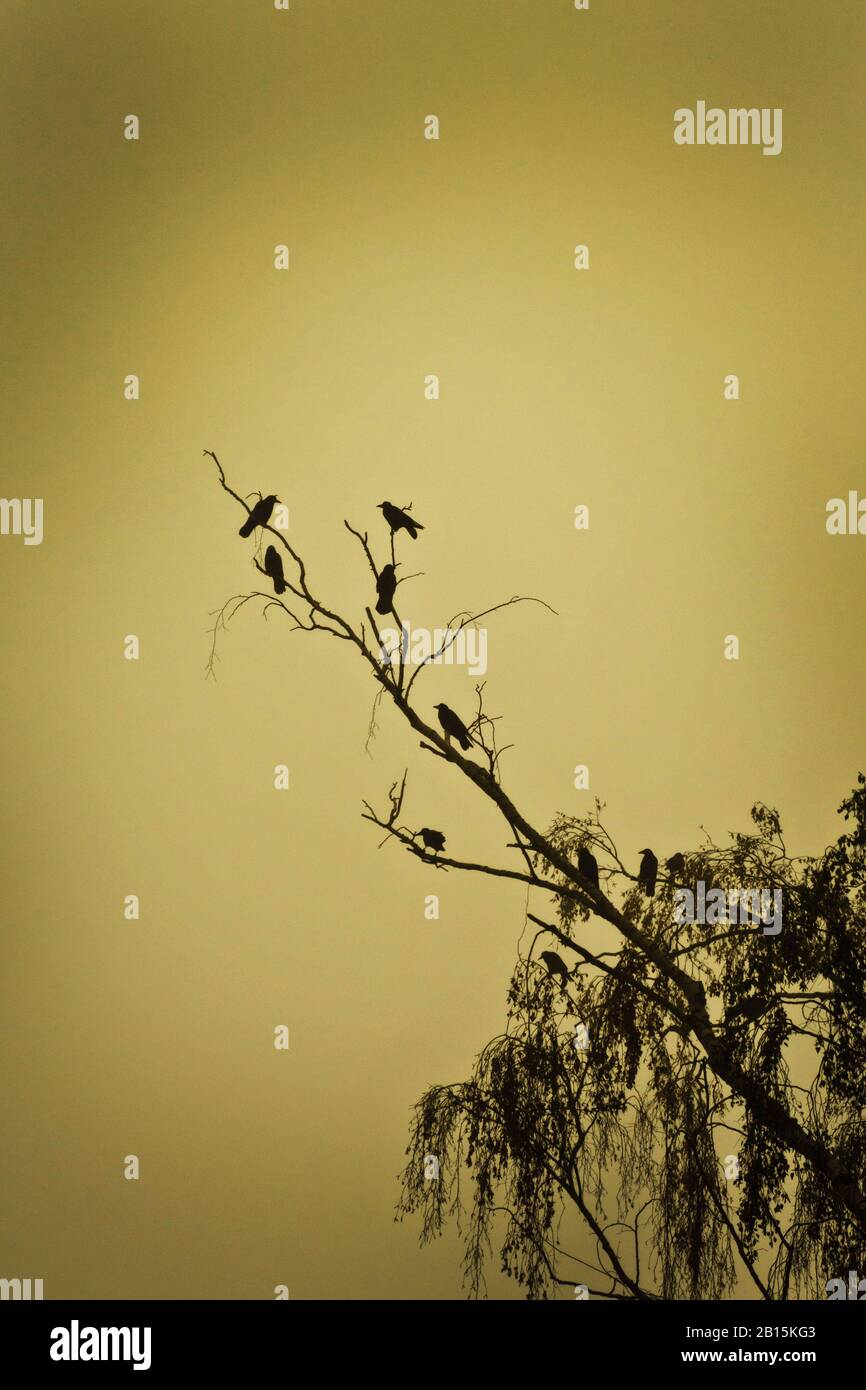 silhouette of crows sitting on tree branches Stock Photo - Alamy