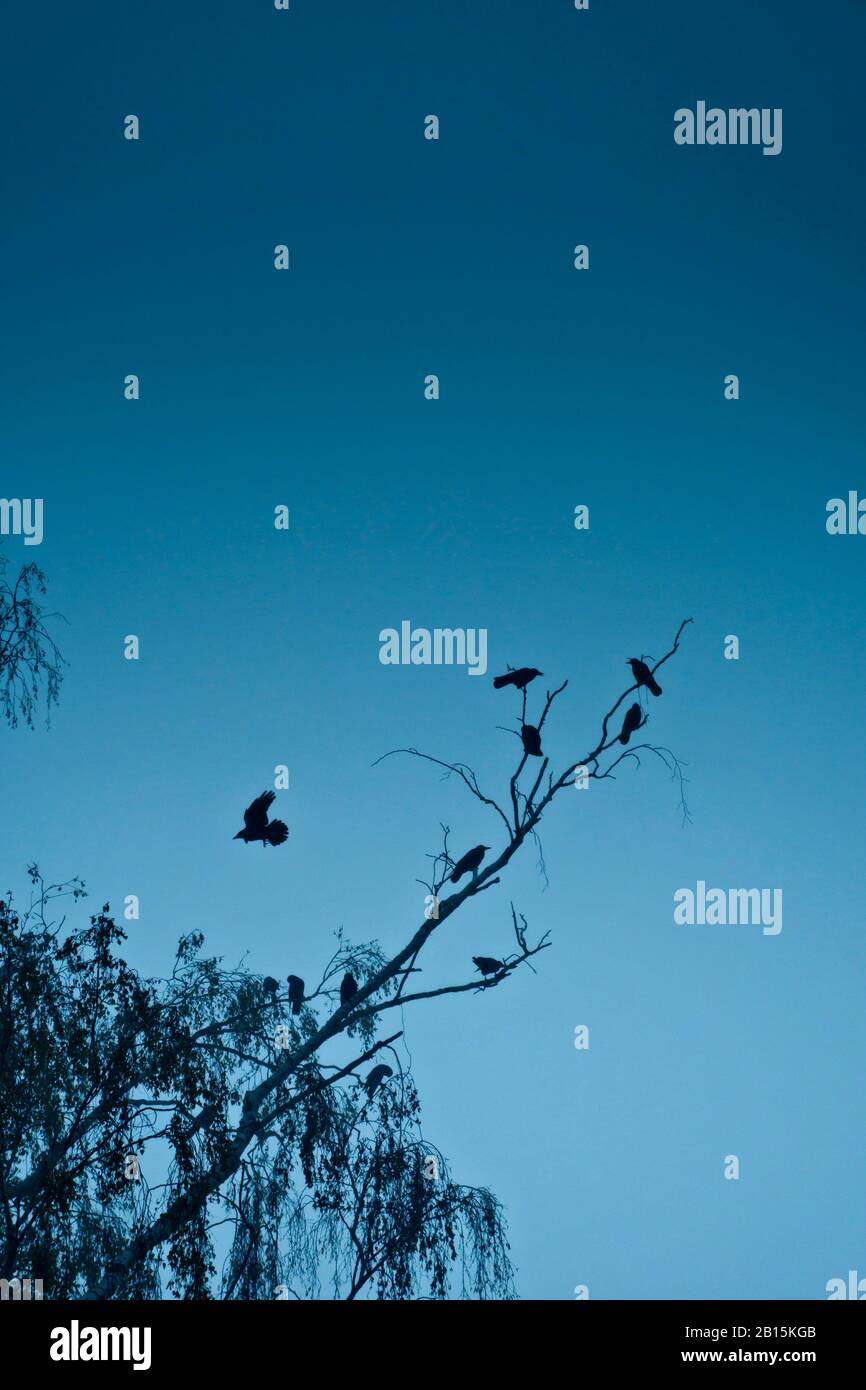 silhouette of crows sitting on tree branches Stock Photo - Alamy