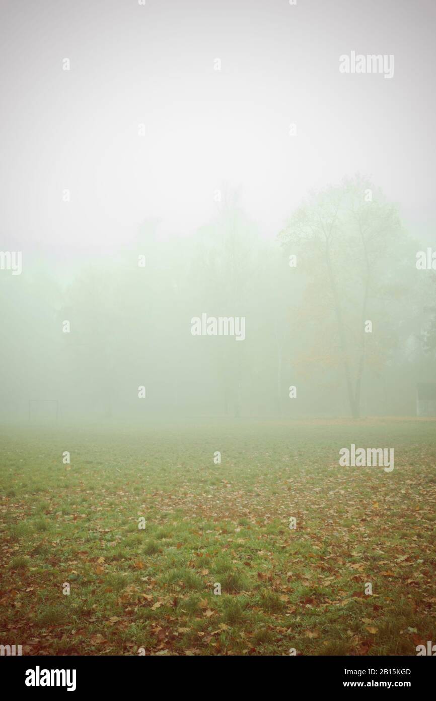 landscape in the woods with fog Stock Photo - Alamy