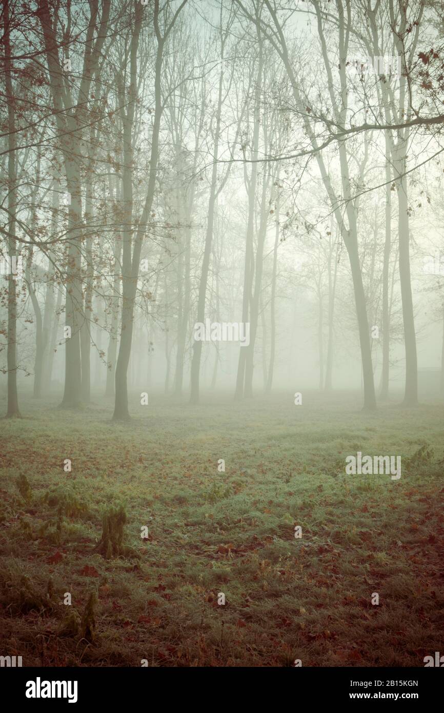 landscape in the woods with fog Stock Photo - Alamy