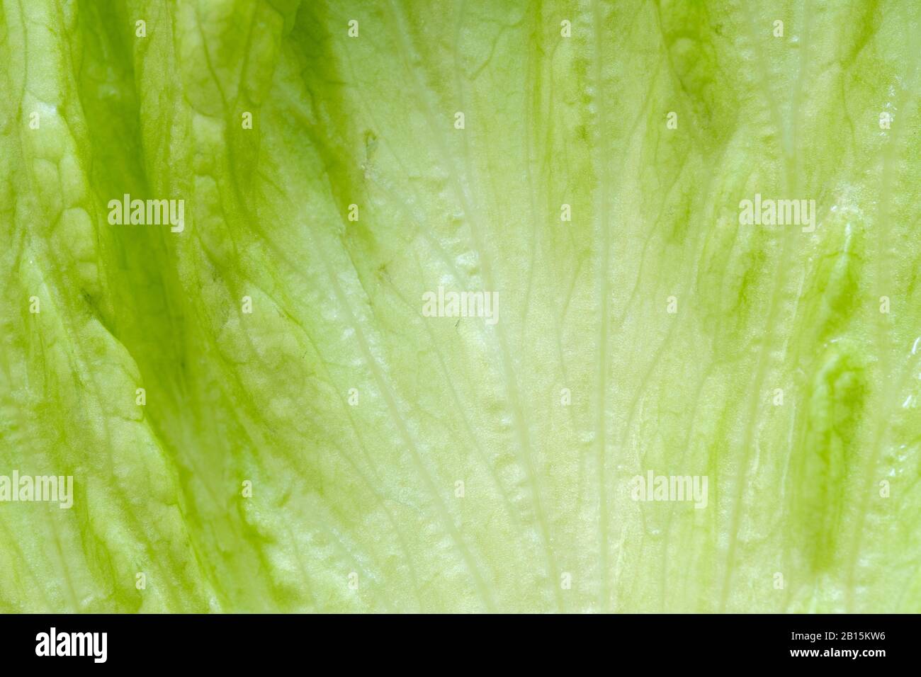 Beautiful Homegrown lettuce leaf closeup detail background Stock Photo ...