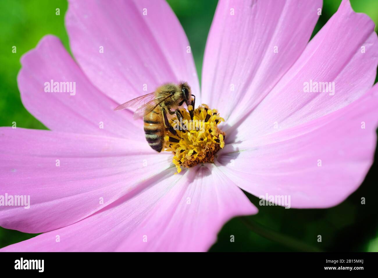 Bee on pink daisy flower Stock Photo - Alamy