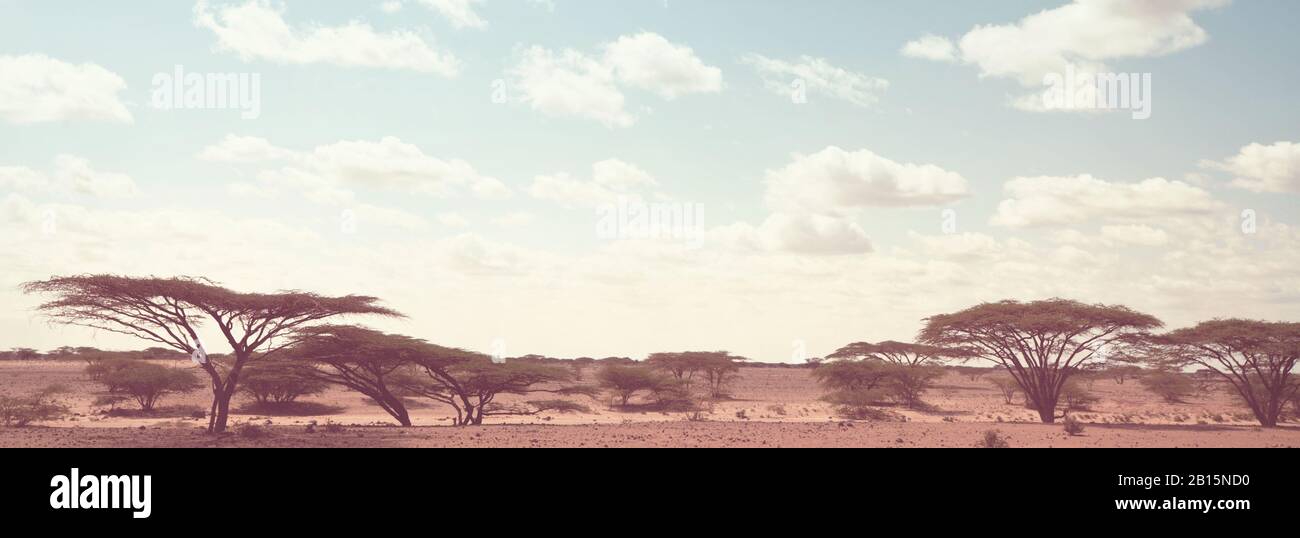 African landscapes -hot yellow bush, trees and blue sky. Conceptual ...