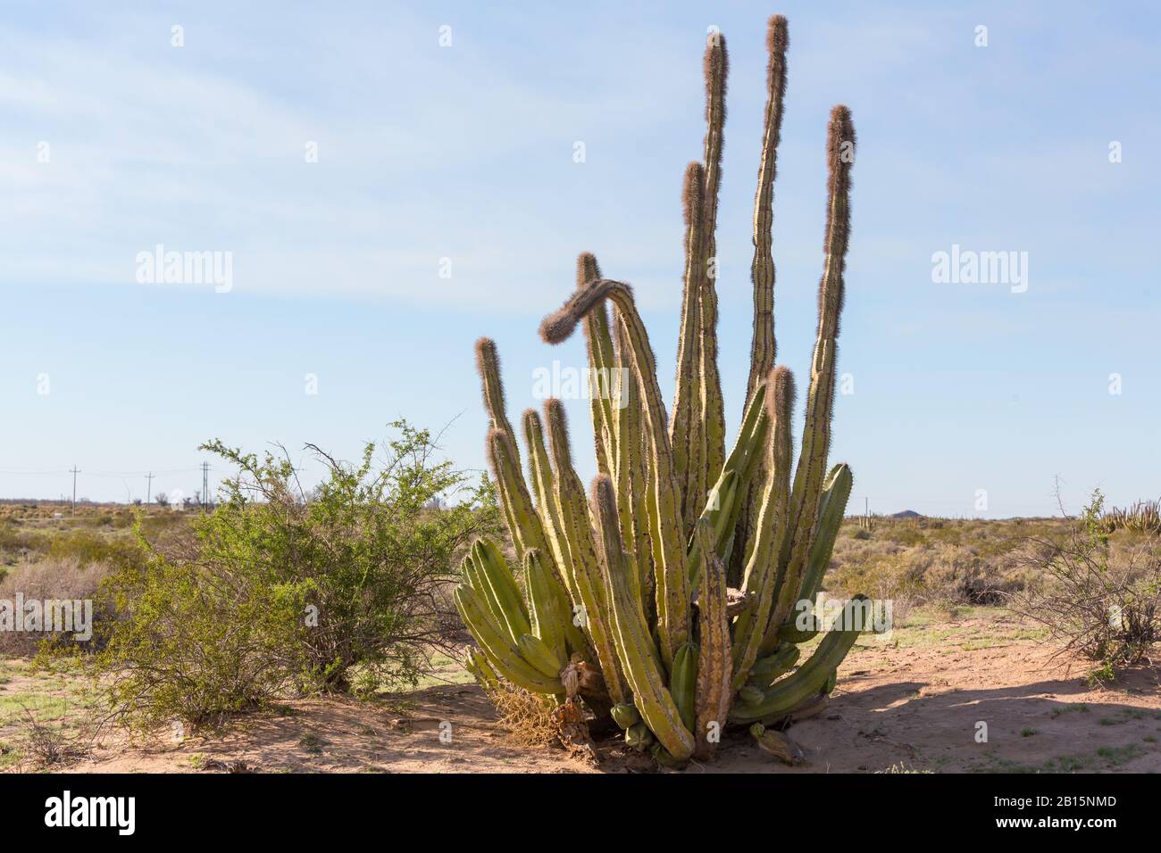 Cactus fields in Mexico, Baja California Stock Photo - Alamy