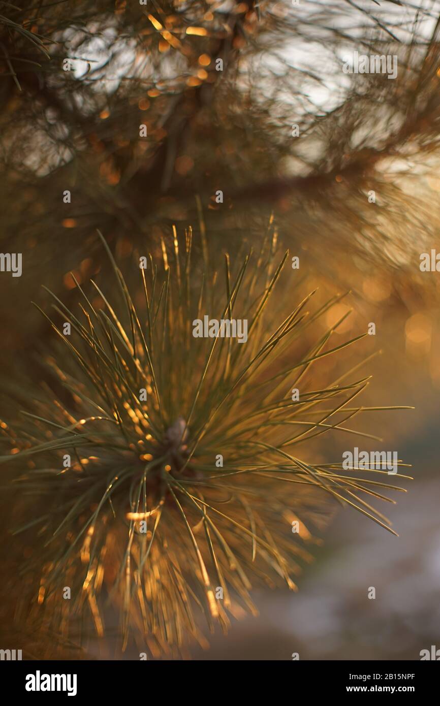 Lush pine tree branch closeup at sunset. Selective focus Stock Photo ...