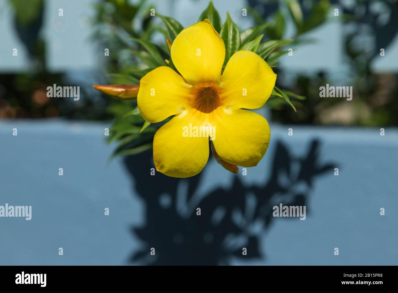 Allamanda flower hi-res stock photography and images - Alamy