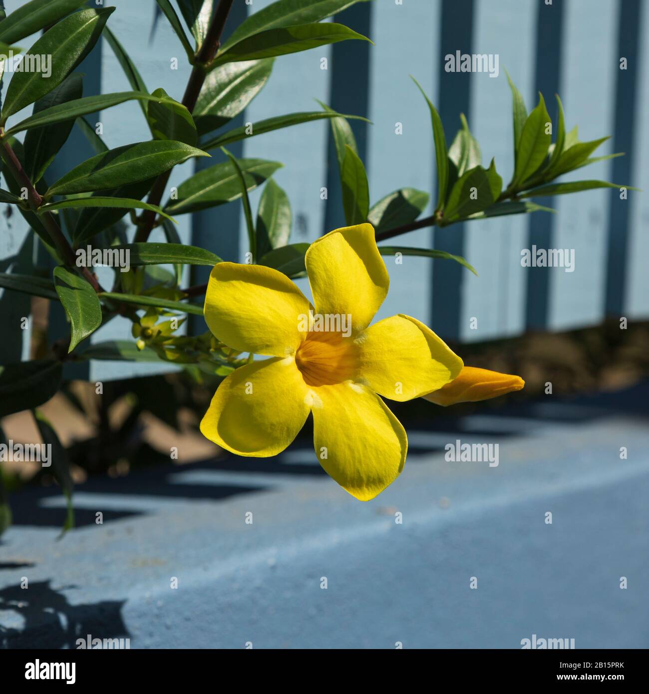 Allamanda flower hi-res stock photography and images - Alamy